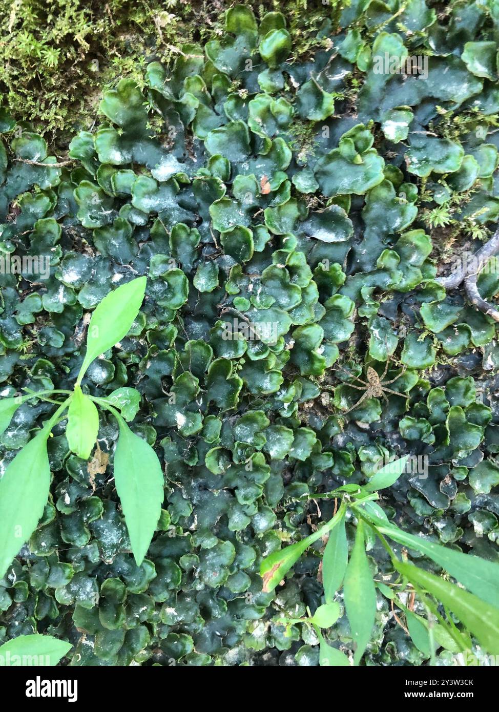 common pellia (Pellia epiphylla) Plantae Stock Photo - Alamy