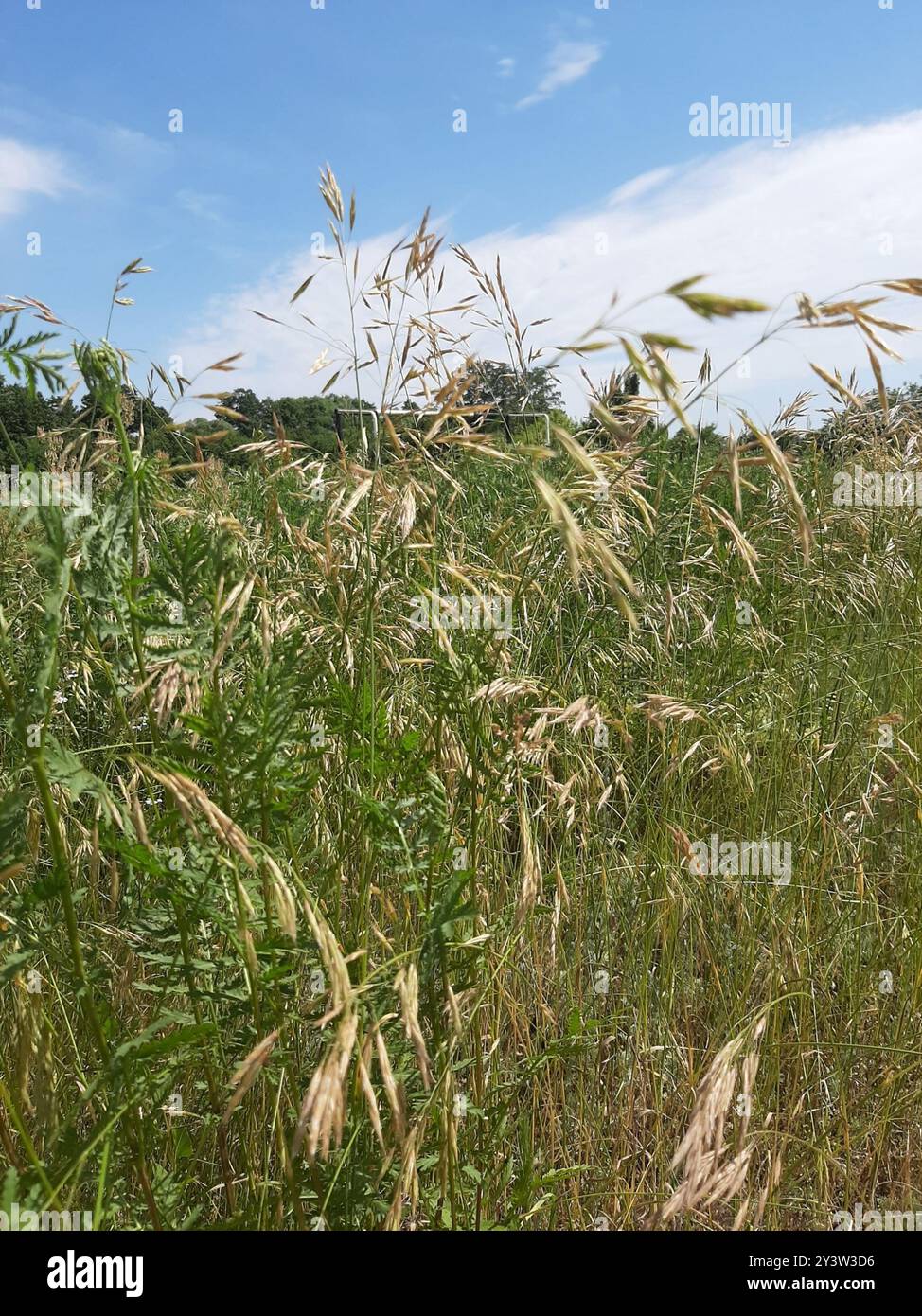 Meadow Brome (Bromus riparius) Plantae Stock Photo - Alamy