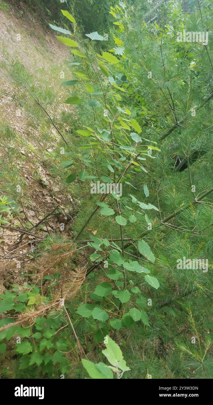 bigtooth aspen (Populus grandidentata) Plantae Stock Photo - Alamy
