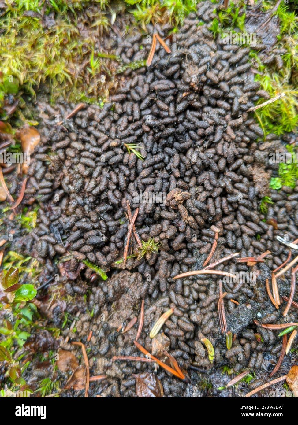 Voles, Lemmings, and Muskrats (Arvicolinae) Mammalia Stock Photo - Alamy