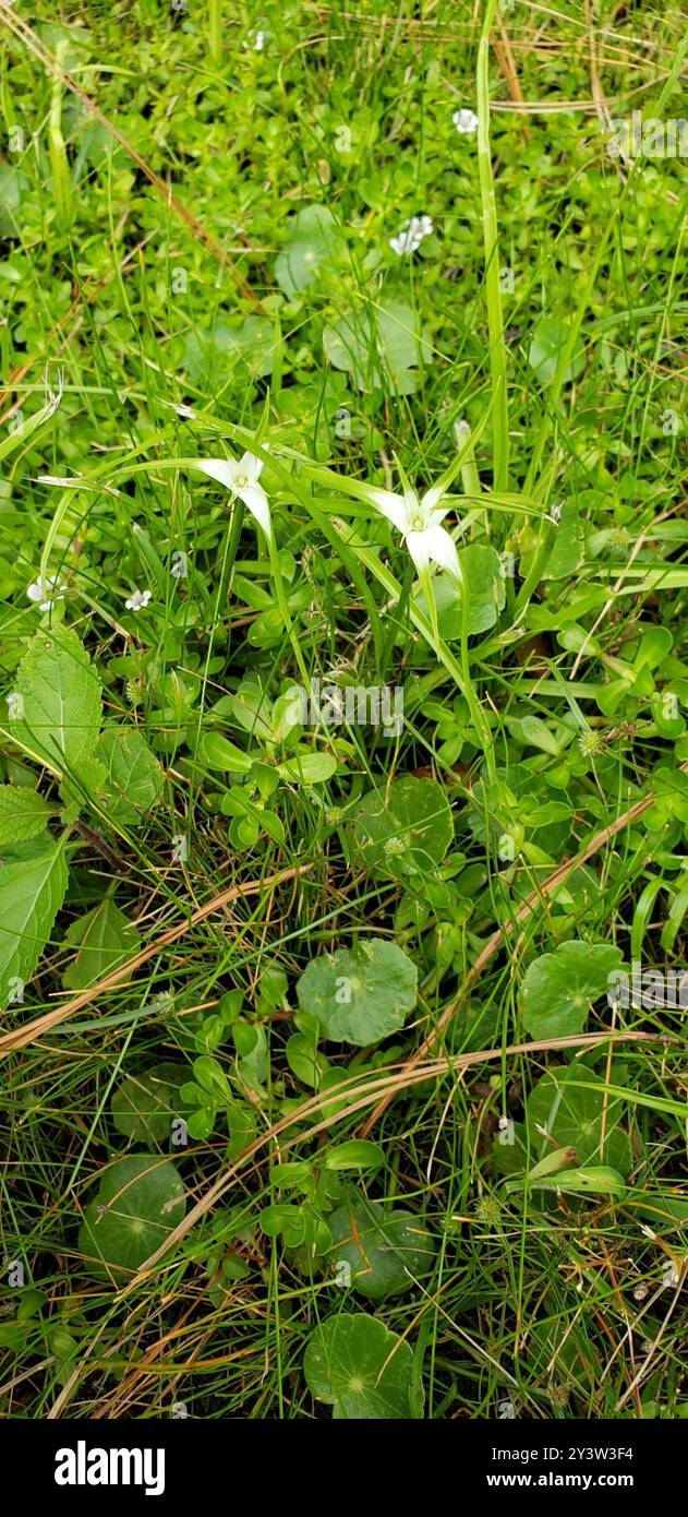 whitetop sedge (Rhynchospora colorata) Plantae Stock Photo - Alamy