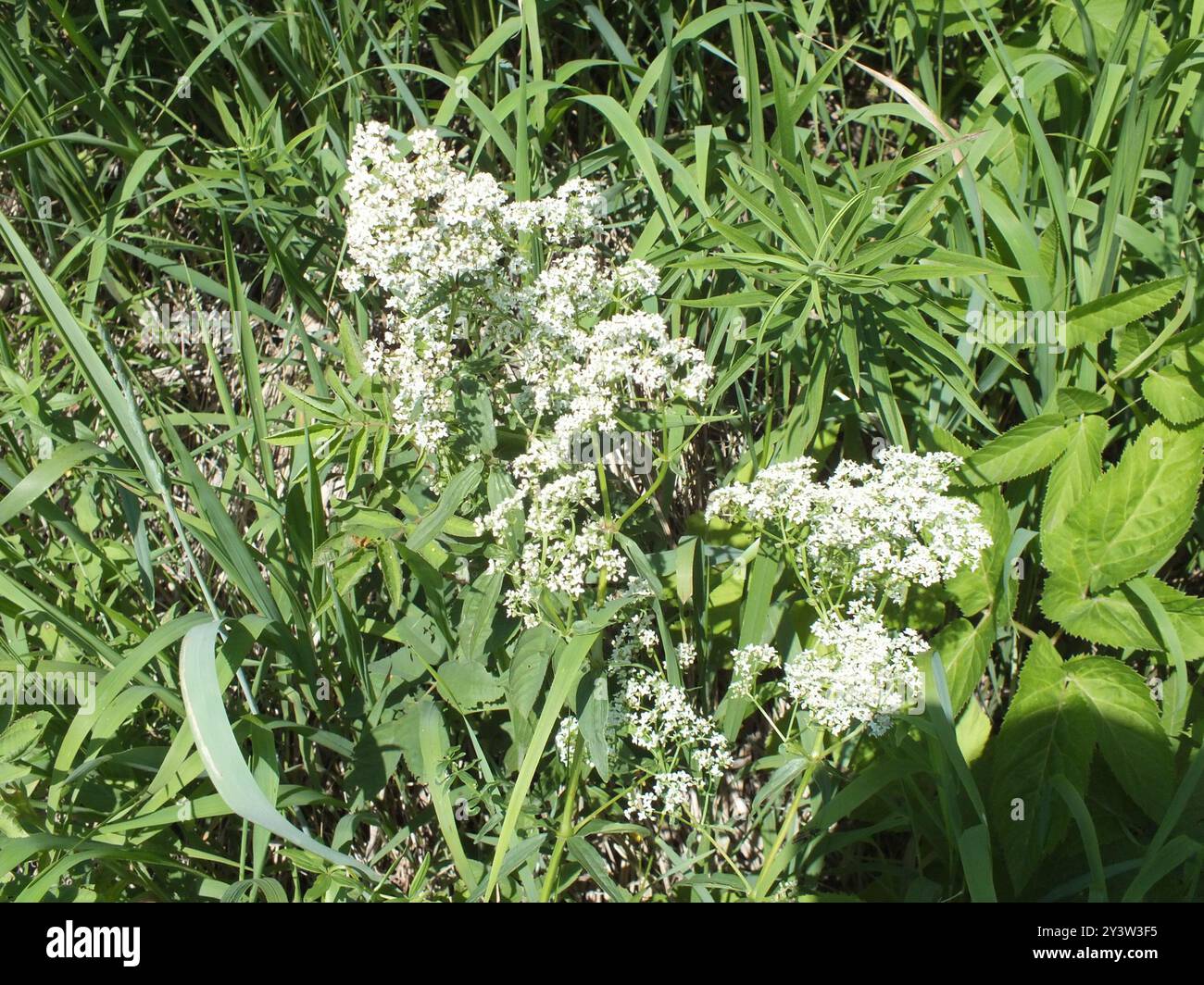 Northern Bedstraw (Galium boreale) Plantae Stock Photo - Alamy