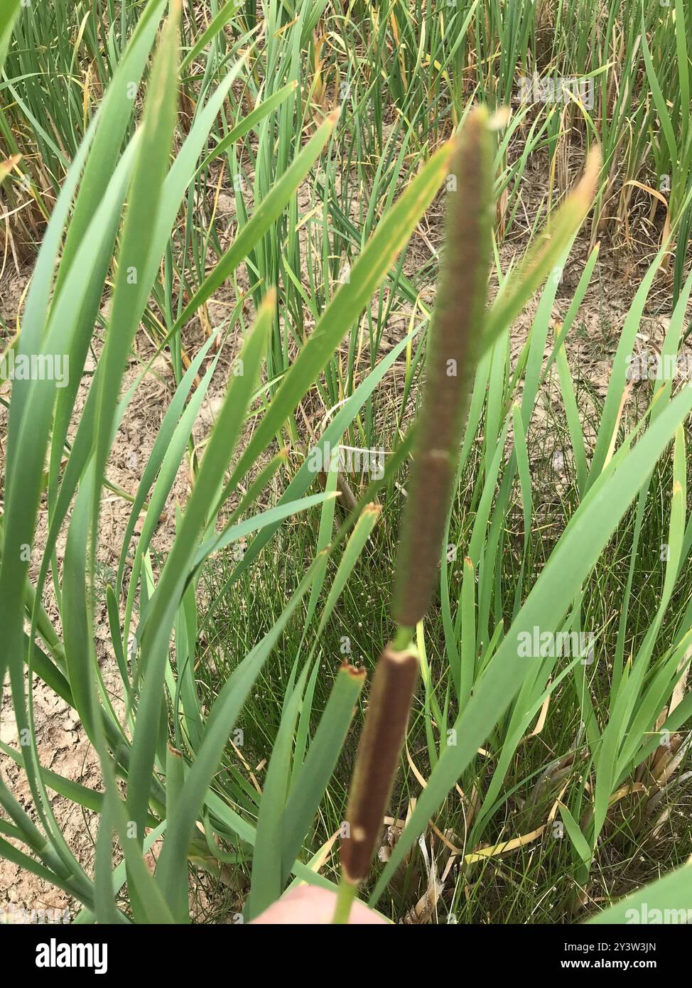 narrow-leaved cattail (Typha angustifolia) Plantae Stock Photo - Alamy