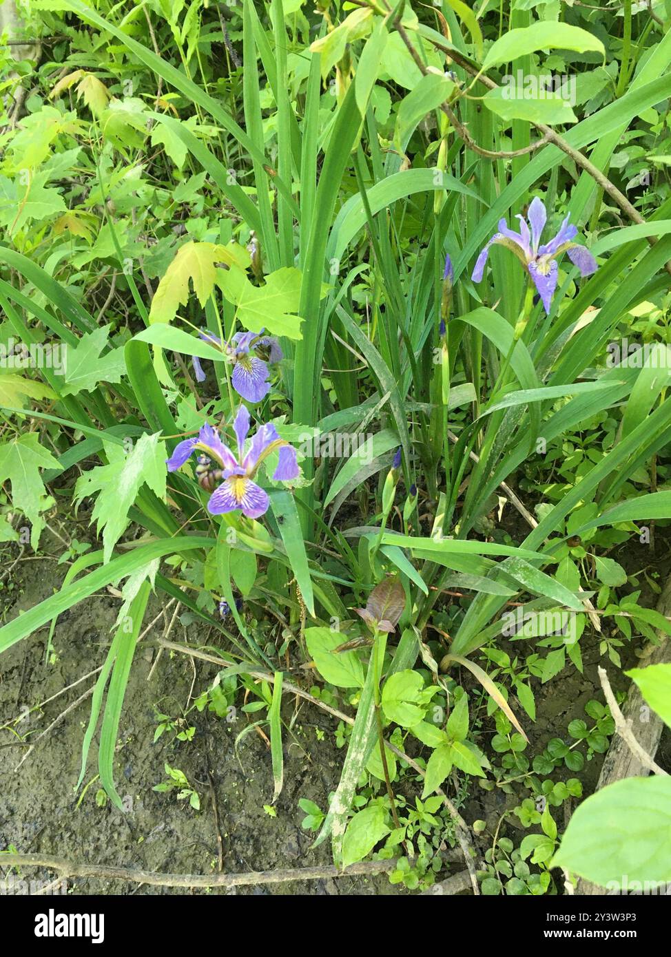 northern blue flag (Iris versicolor) Plantae Stock Photo - Alamy