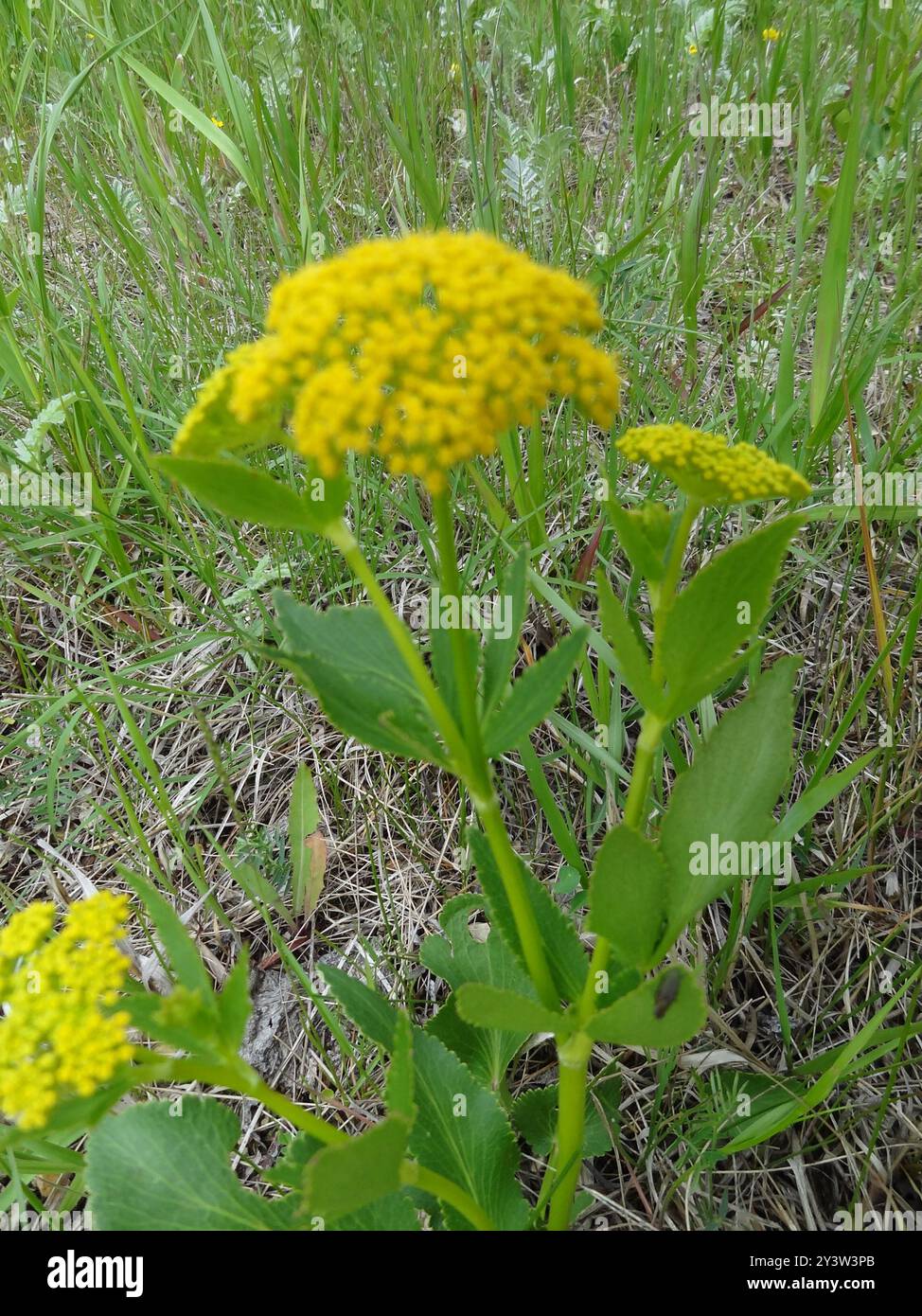heart-leaf golden Alexanders (Zizia aptera) Plantae Stock Photo - Alamy