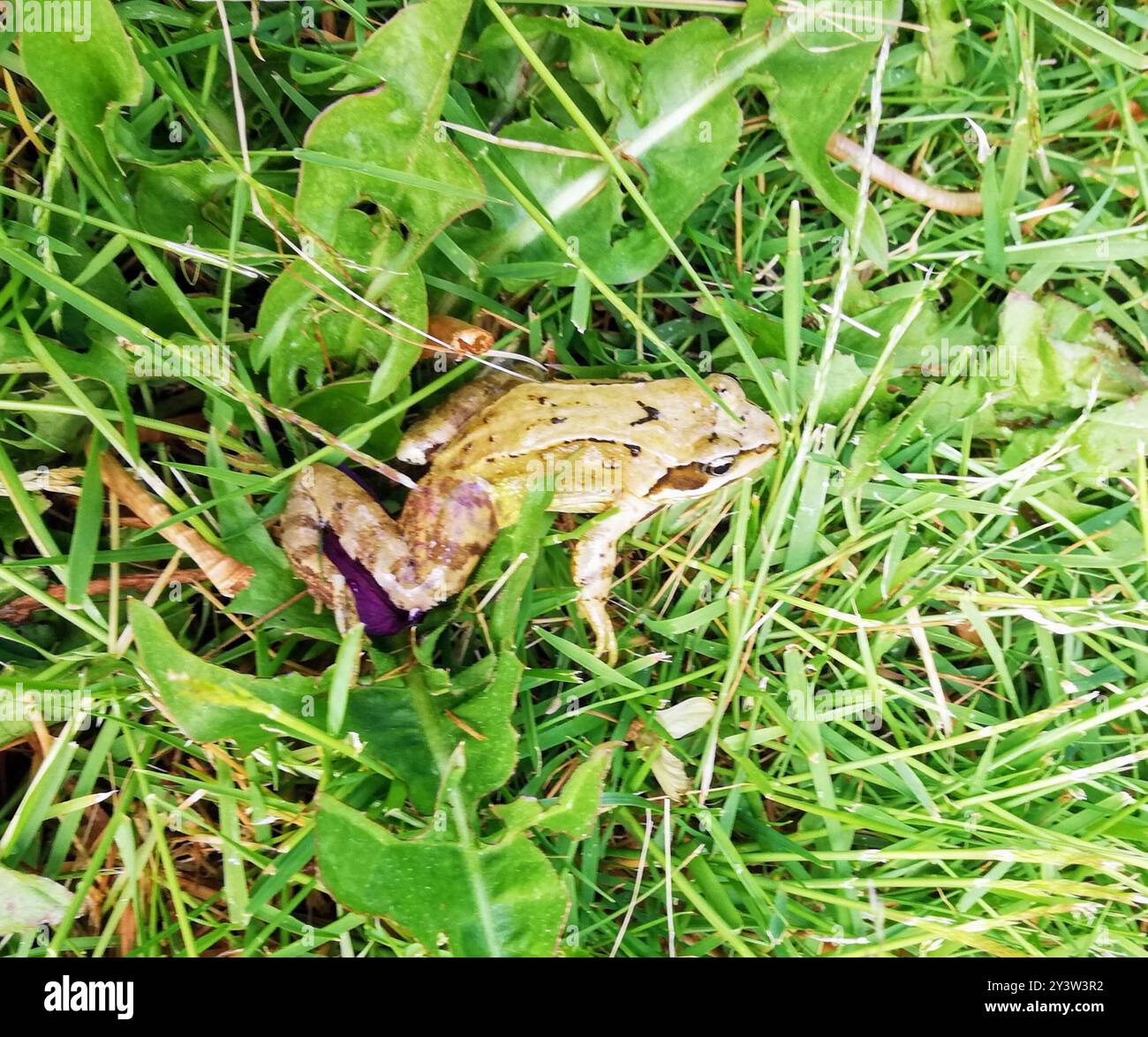 European Common Frog (Rana temporaria) Amphibia Stock Photo - Alamy