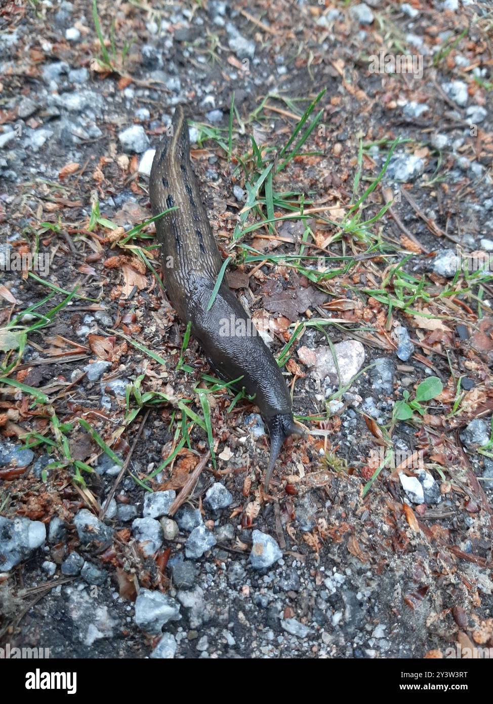 Ash-black Slug (Limax cinereoniger) Mollusca Stock Photo - Alamy