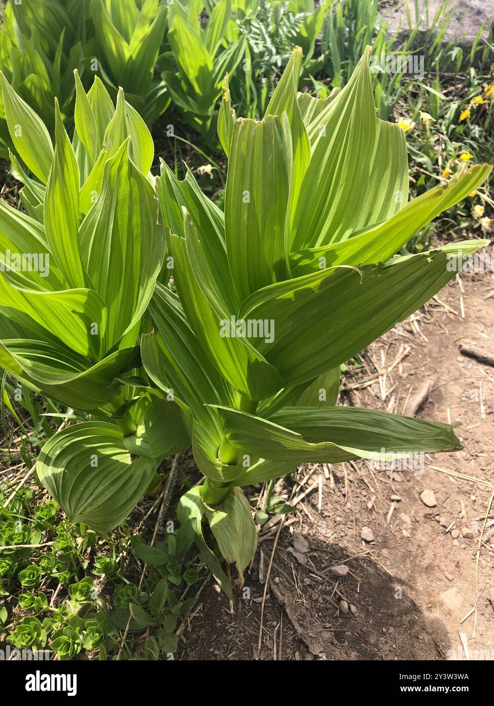 Corn Lily (Veratrum californicum) Plantae Stock Photo - Alamy