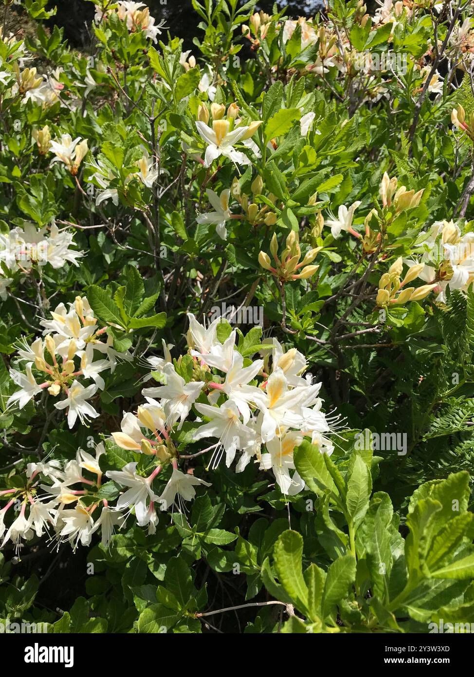western azalea (Rhododendron occidentale) Plantae Stock Photo - Alamy