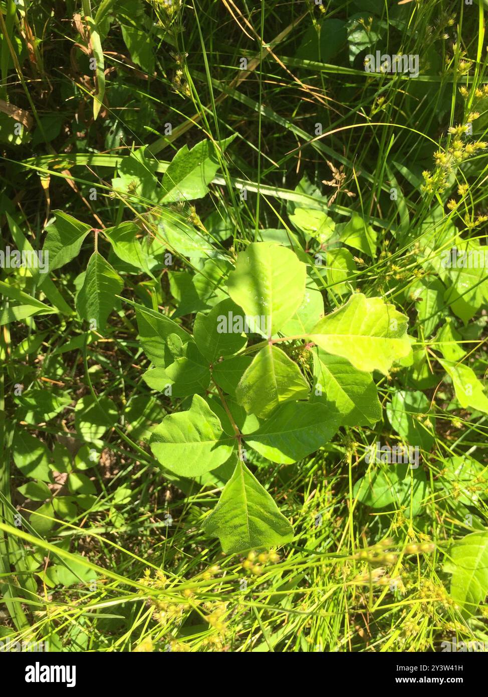 eastern poison ivy (Toxicodendron radicans) Plantae Stock Photo - Alamy