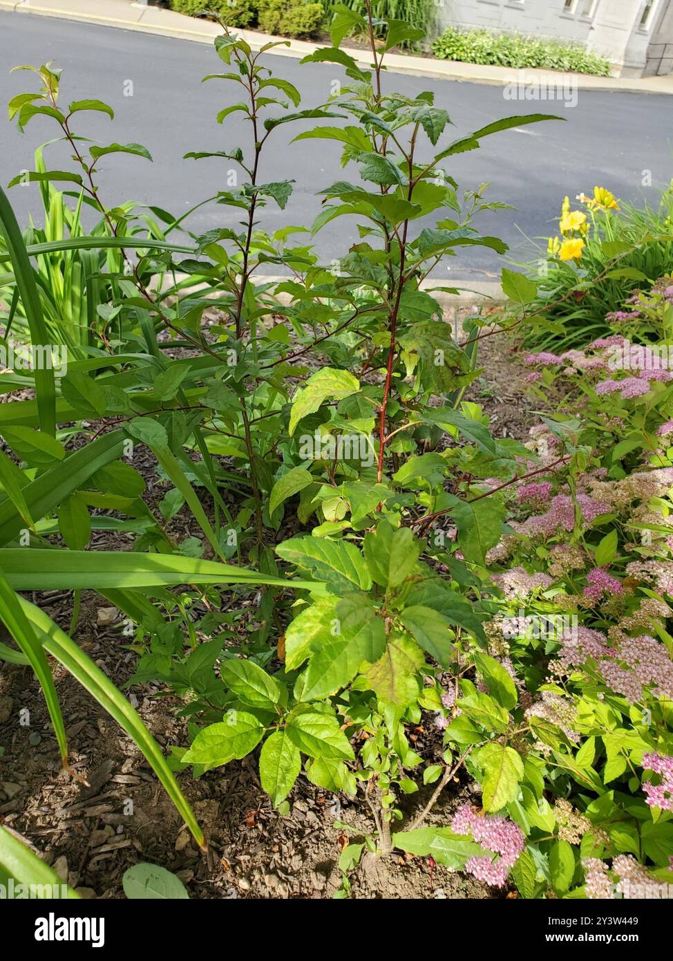 sweet crabapple (Malus coronaria) Plantae Stock Photo - Alamy