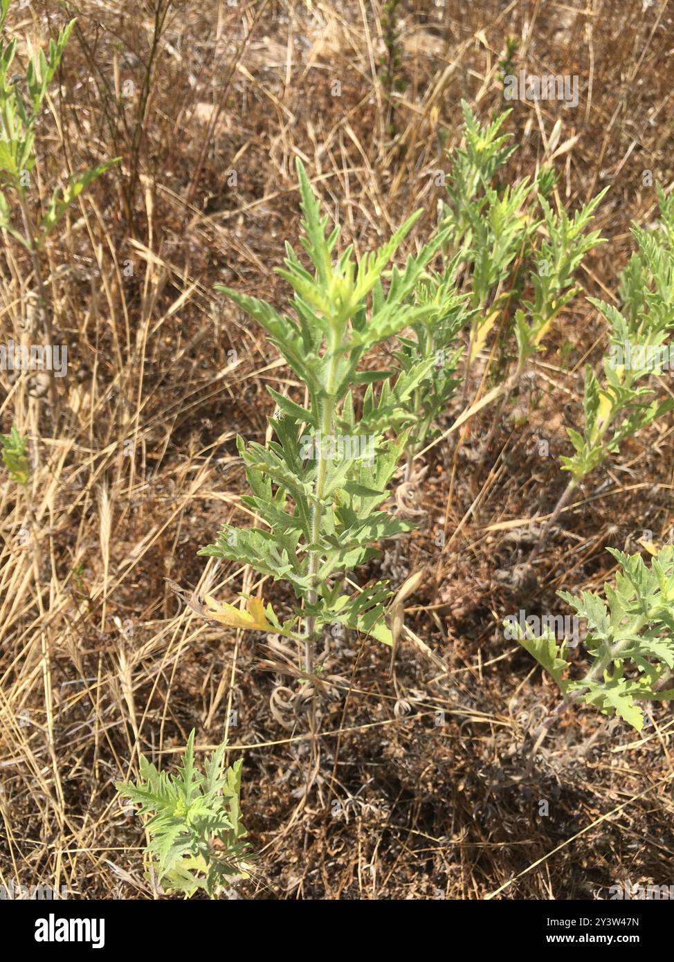 western ragweed (Ambrosia psilostachya) Plantae Stock Photo - Alamy
