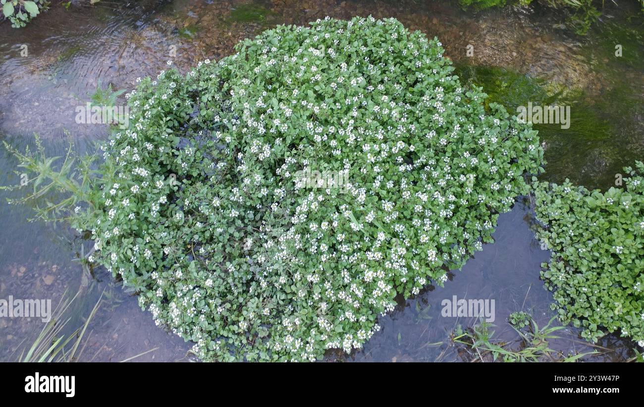 watercress (Nasturtium officinale) Plantae Stock Photo - Alamy