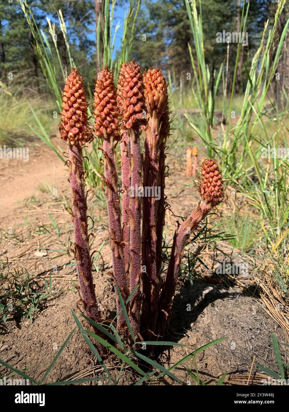 woodland pinedrops (Pterospora andromedea) Plantae Stock Photo - Alamy