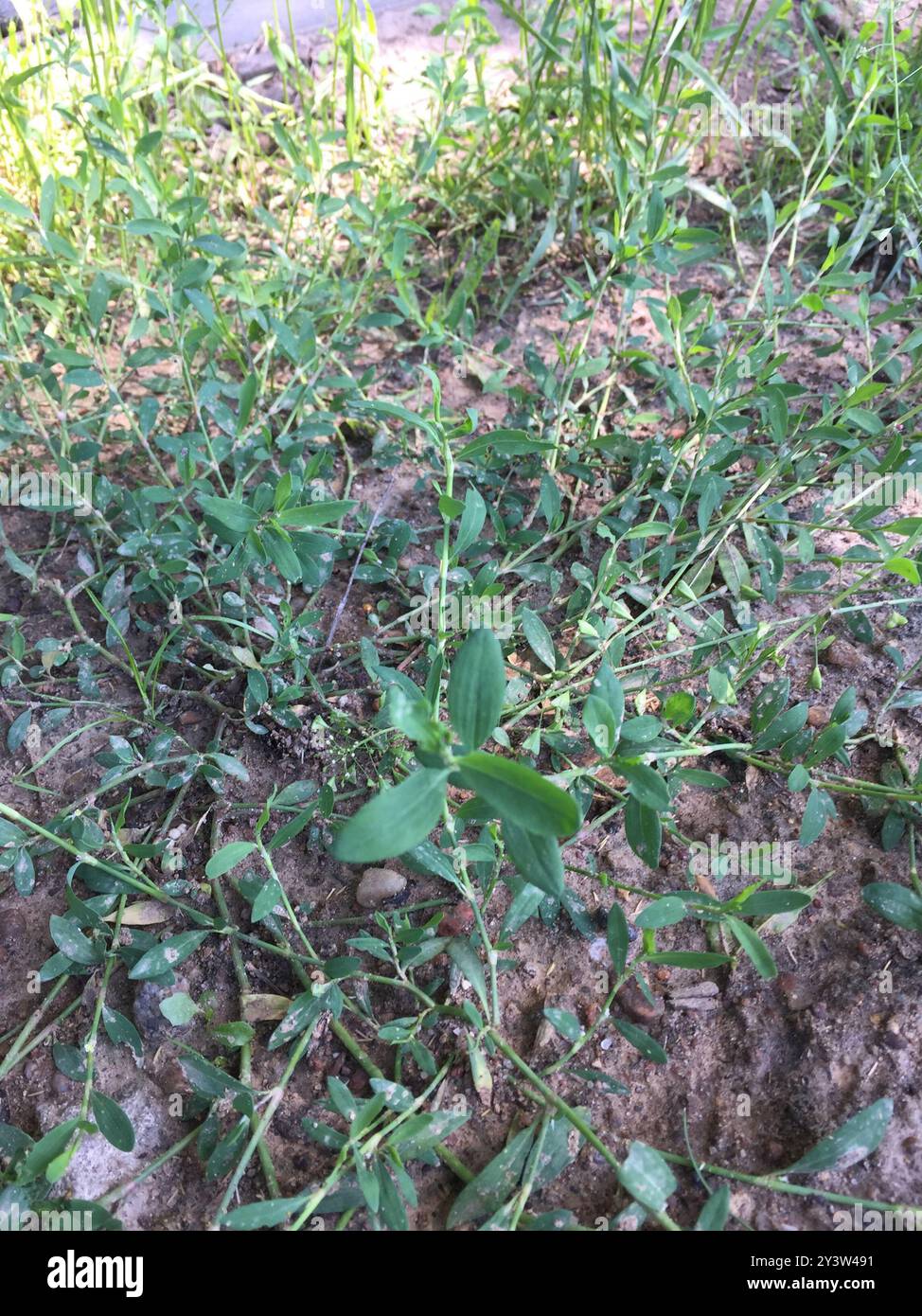 yard knotweed (Polygonum aviculare neglectum) Plantae Stock Photo - Alamy