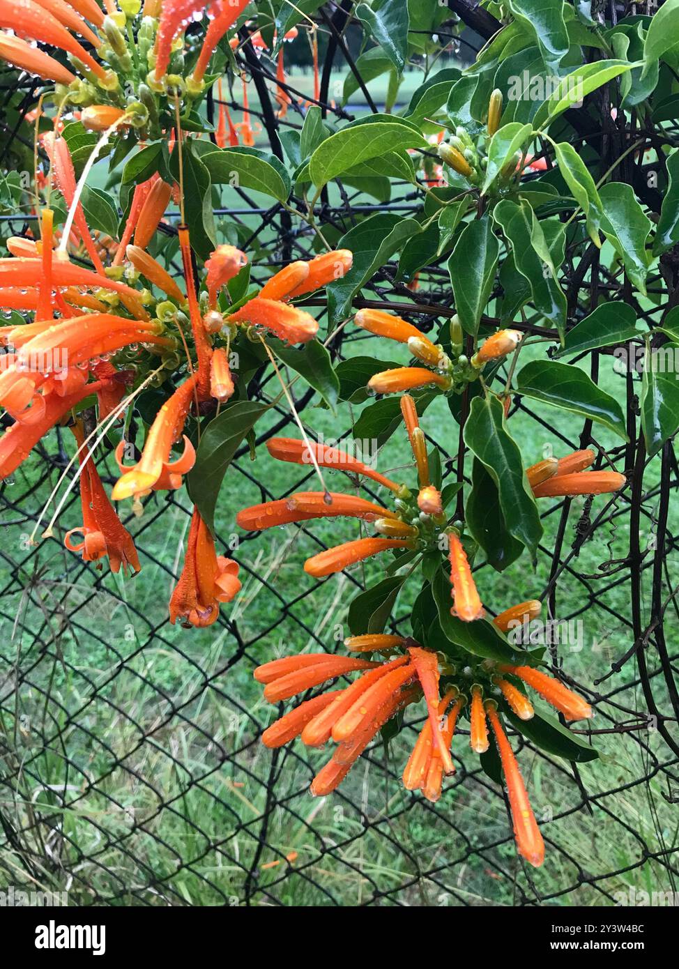 Flame vine (Pyrostegia venusta) Plantae Stock Photo - Alamy