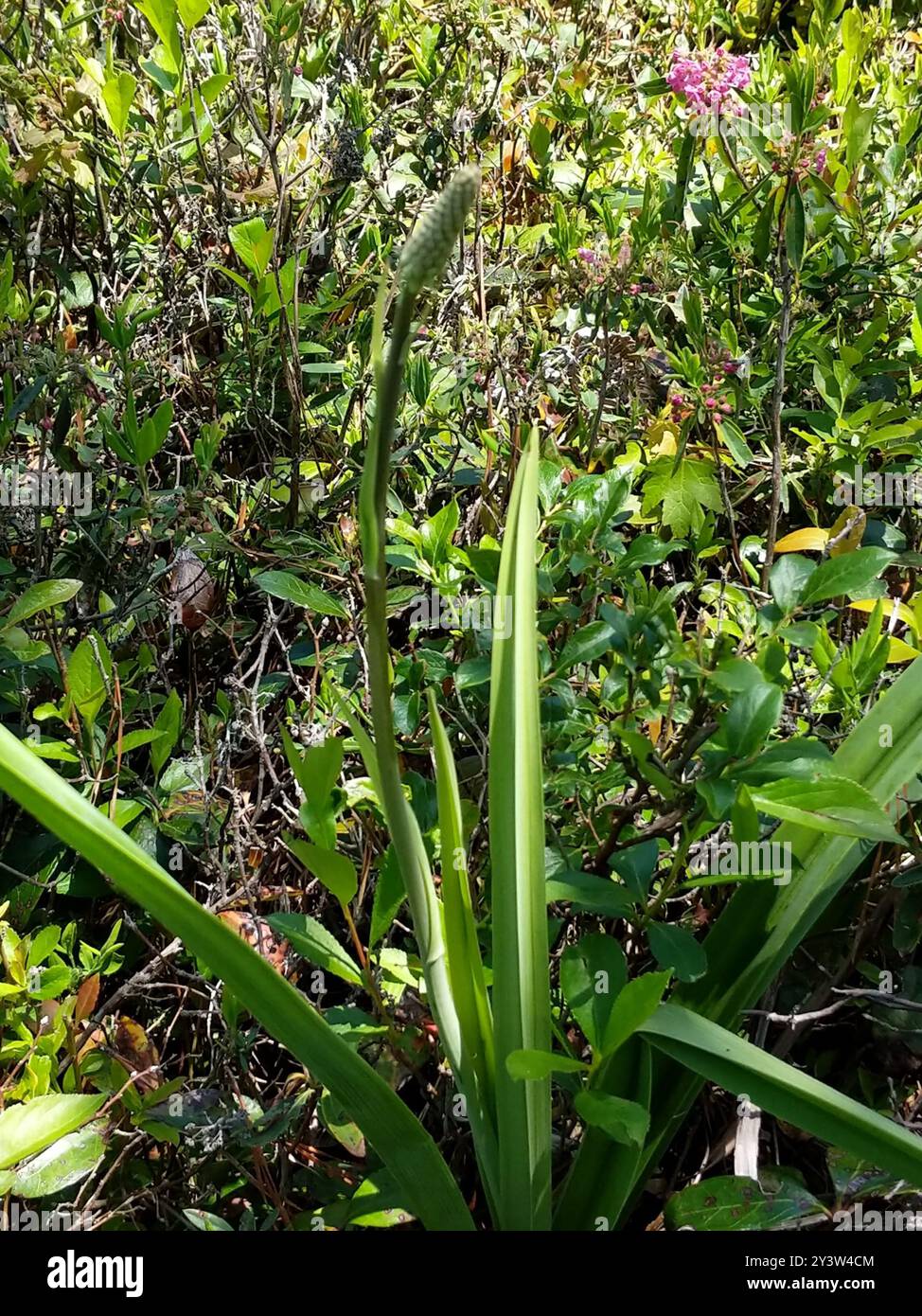fly poison (Amianthium muscitoxicum) Plantae Stock Photo - Alamy