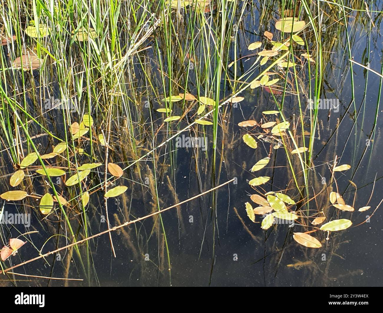 floating-leaved pondweed (Potamogeton natans) Plantae Stock Photo - Alamy