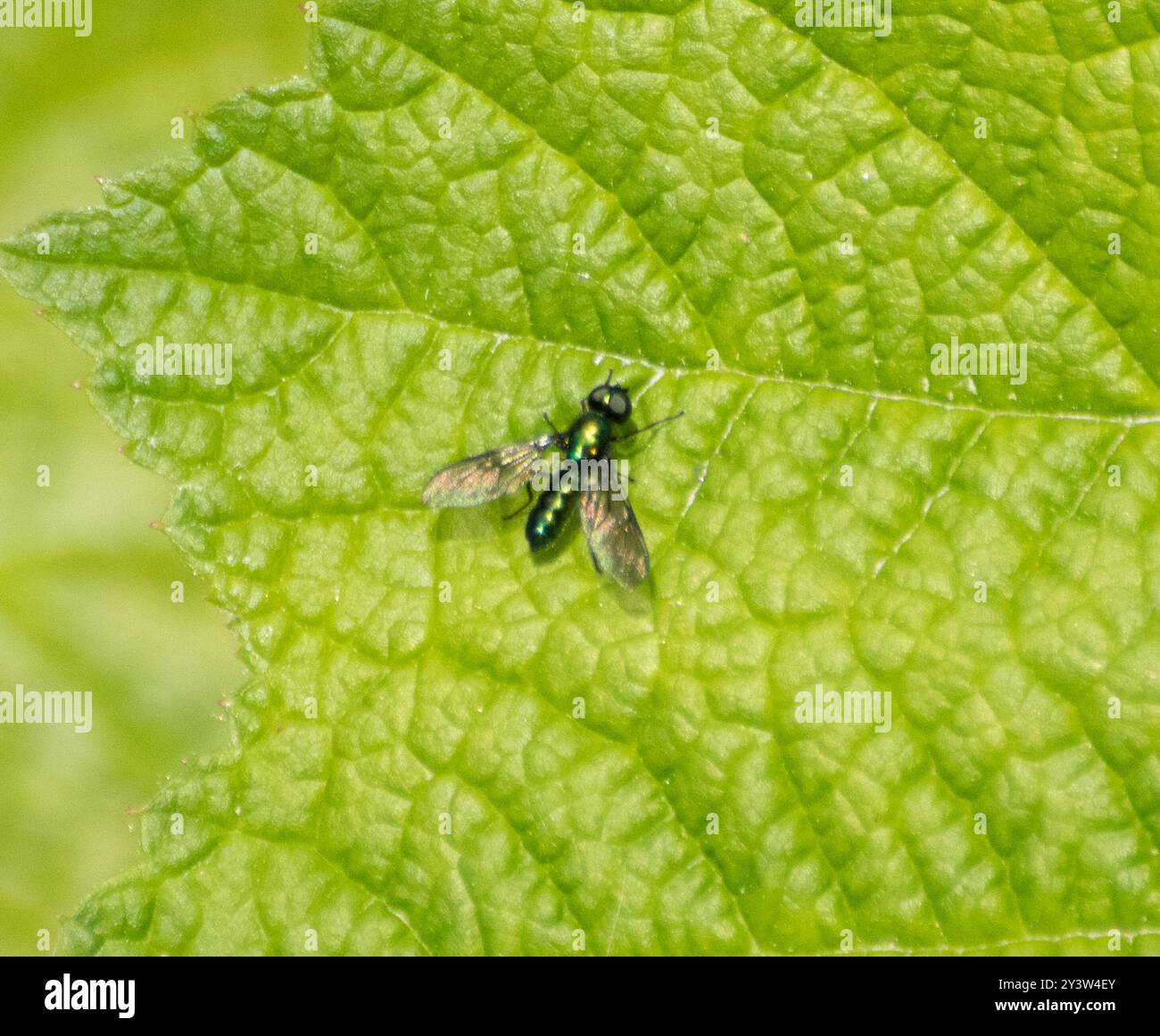 (Sargus viridis) Insecta Stock Photo - Alamy
