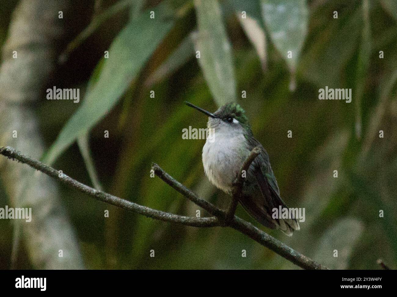 Purple-crowned Plovercrest (Stephanoxis loddigesii) Aves Stock Photo ...