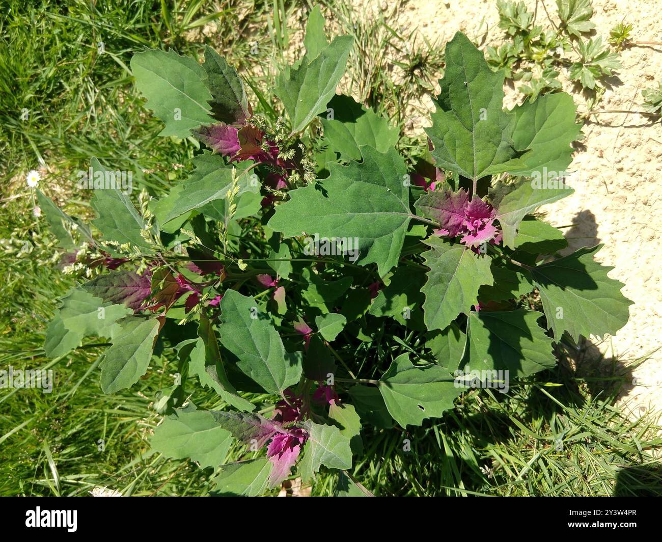 Tree spinach (Chenopodium giganteum) Plantae Stock Photo - Alamy