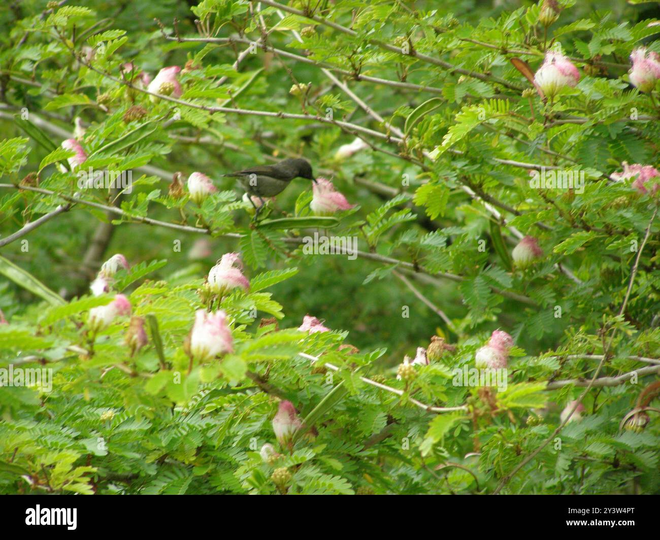 Seychelles Sunbird (Cinnyris dussumieri) Aves Stock Photo - Alamy