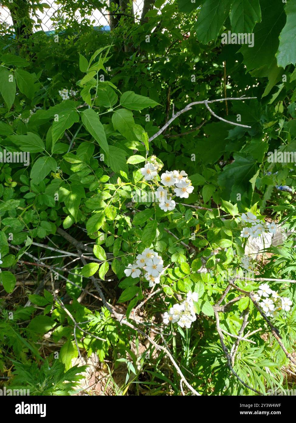 multiflora rose (Rosa multiflora) Plantae Stock Photo - Alamy