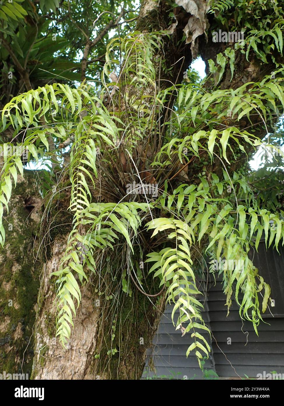 Broad Sword Fern (Nephrolepis biserrata) Plantae Stock Photo - Alamy