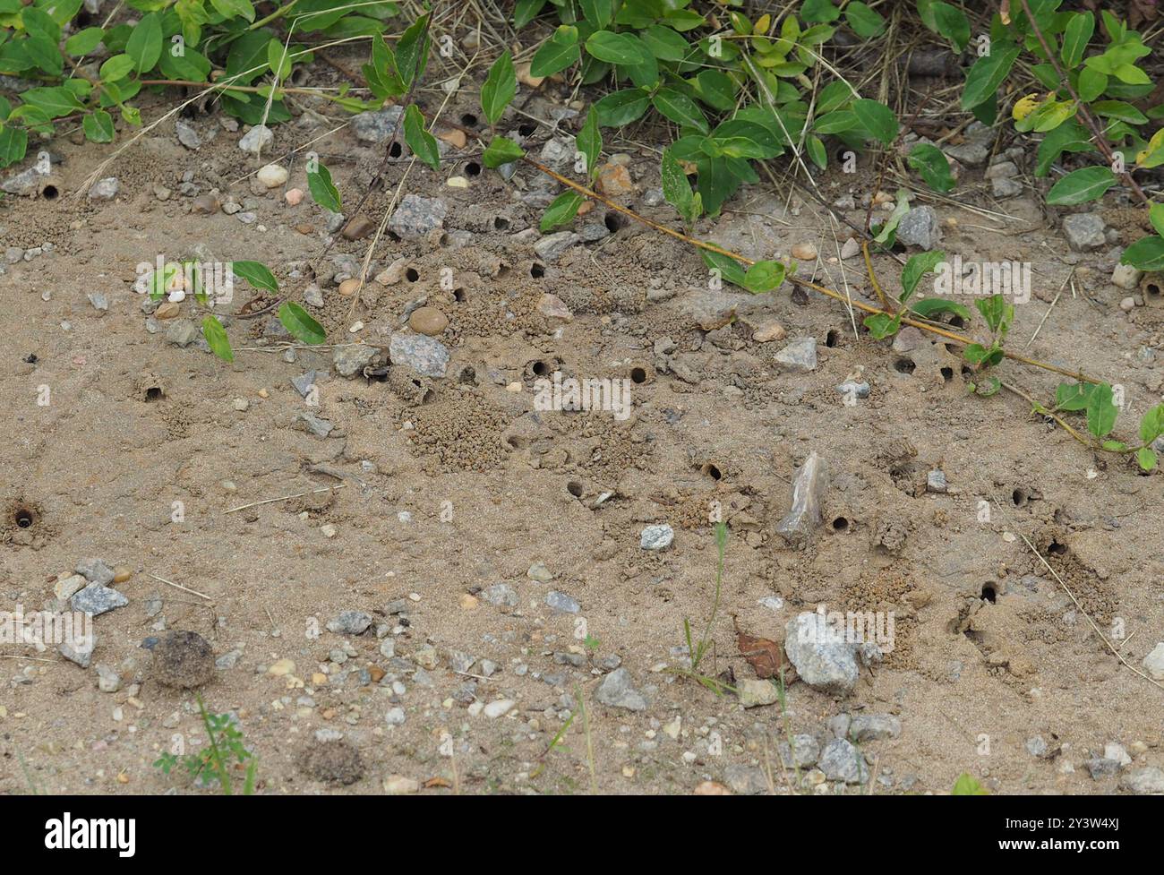 Abrupt digger hi-res stock photography and images - Alamy