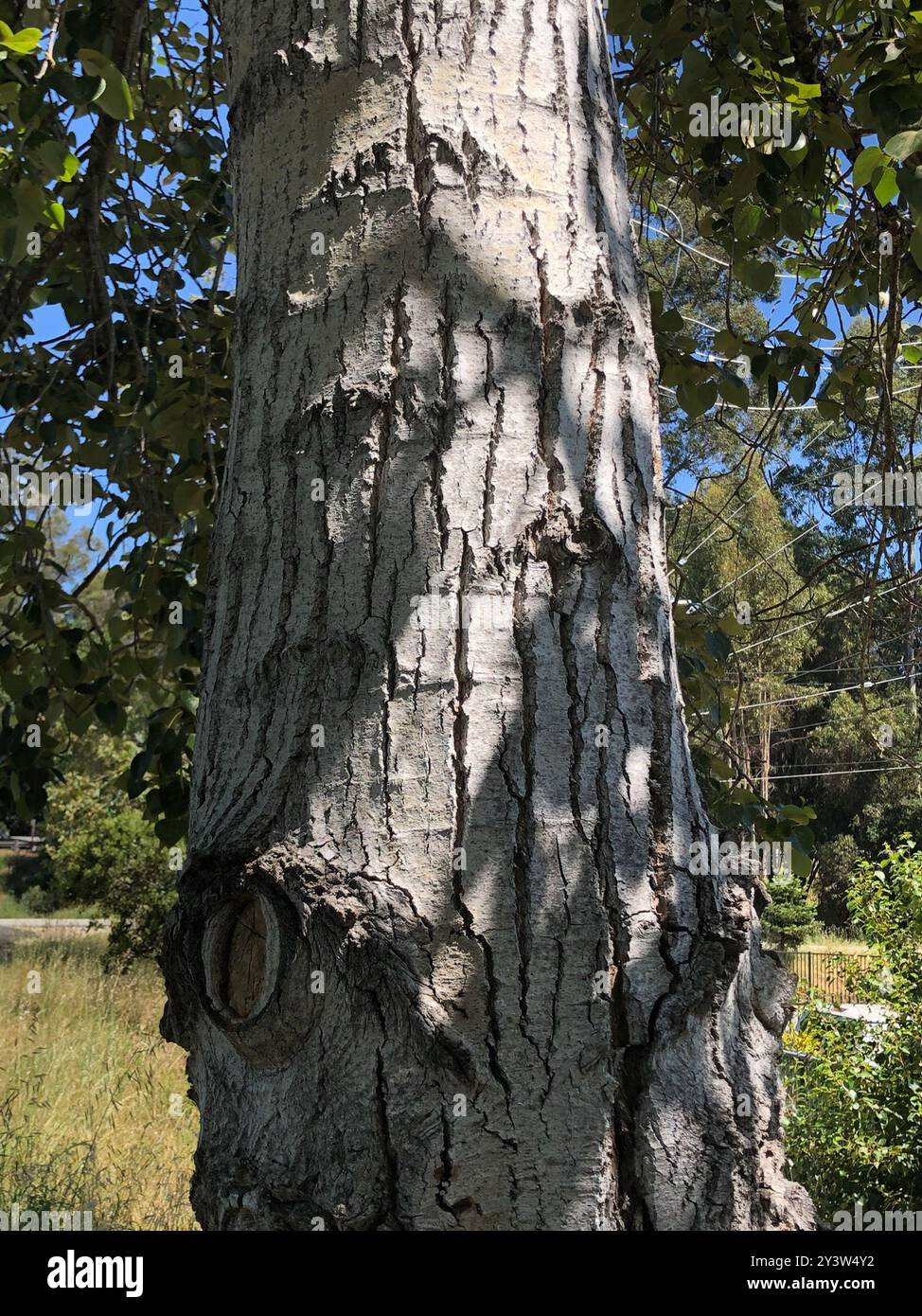 black cottonwood (Populus trichocarpa) Plantae Stock Photo - Alamy