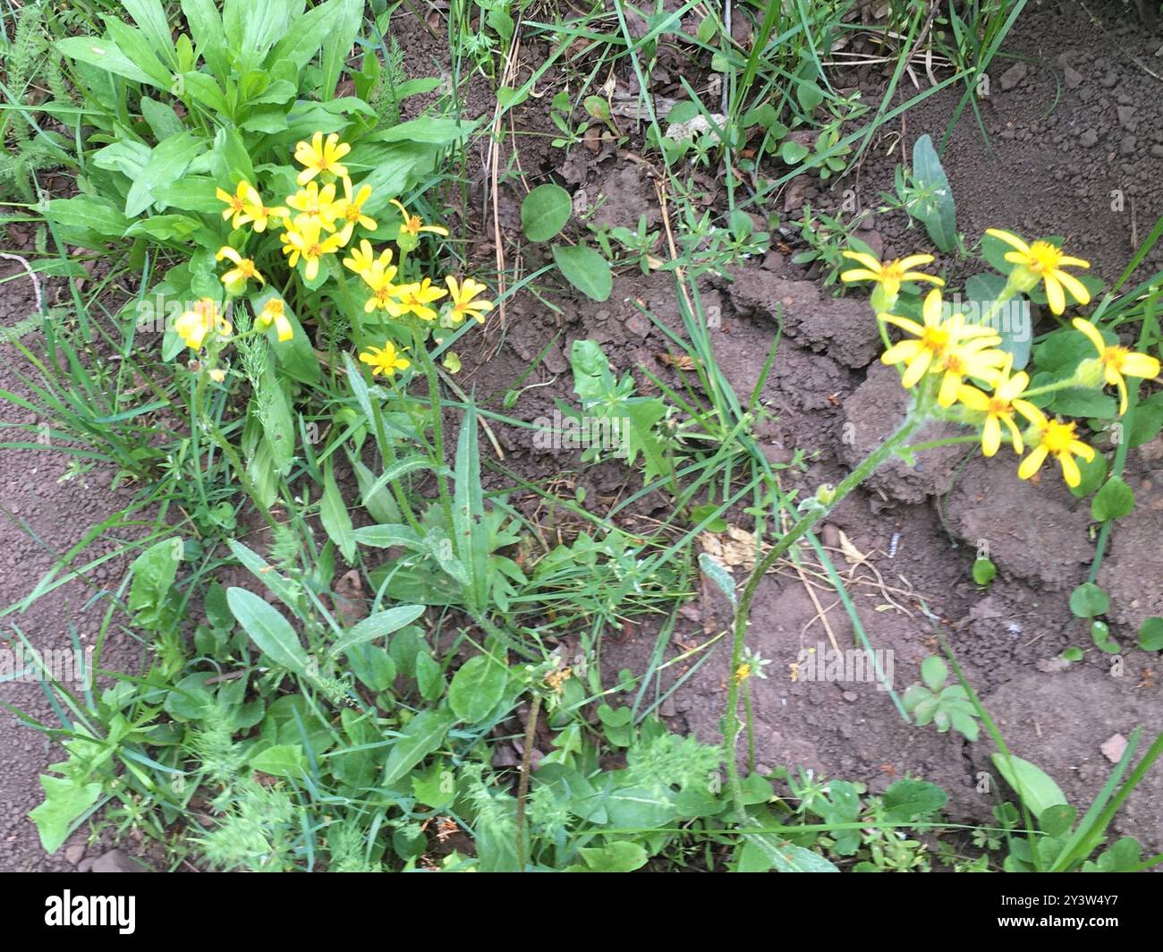 Tall western groundsel (Senecio integerrimus) Plantae Stock Photo - Alamy