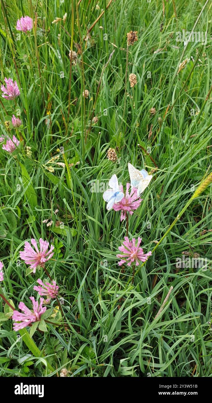 Common Blue (Polyommatus icarus) Insecta Stock Photo - Alamy