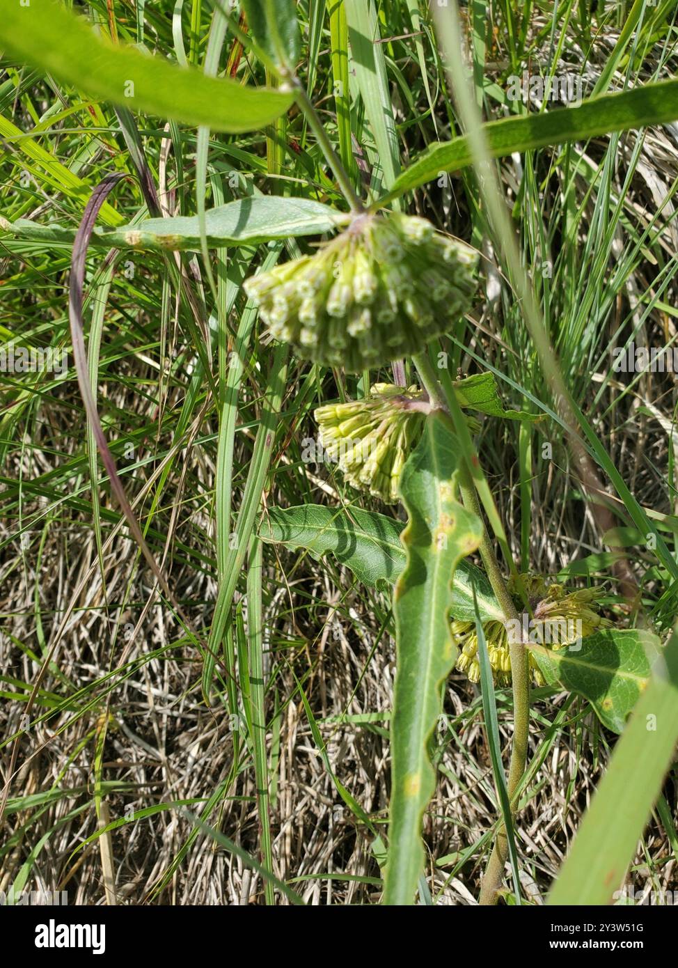 green comet milkweed (Asclepias viridiflora) Plantae Stock Photo - Alamy