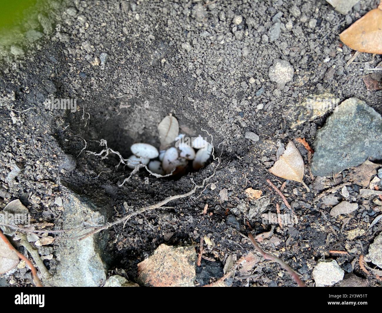 Snakes (Serpentes) Reptilia Stock Photo - Alamy