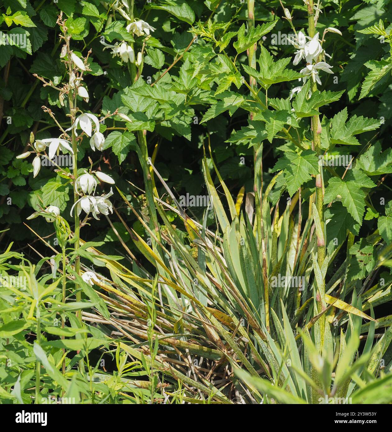 common yucca (Yucca filamentosa) Plantae Stock Photo - Alamy