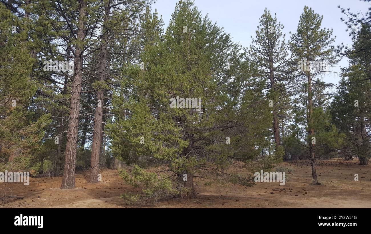 Sierra juniper (Juniperus grandis) Plantae Stock Photo - Alamy