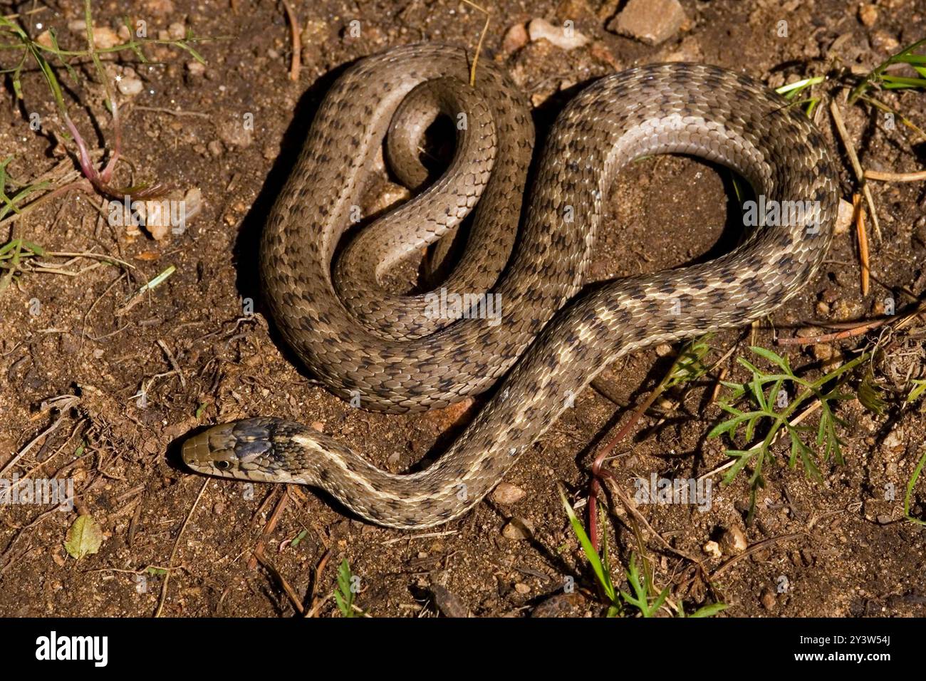 Wandering Garter Snake (Thamnophis elegans vagrans) Reptilia Stock ...