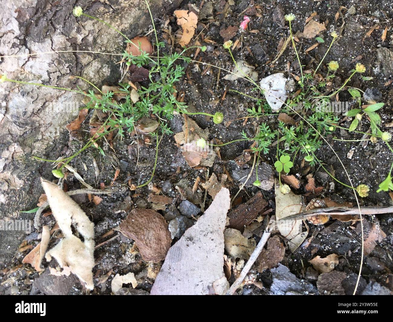 Common Cotula (Cotula australis) Plantae Stock Photo - Alamy