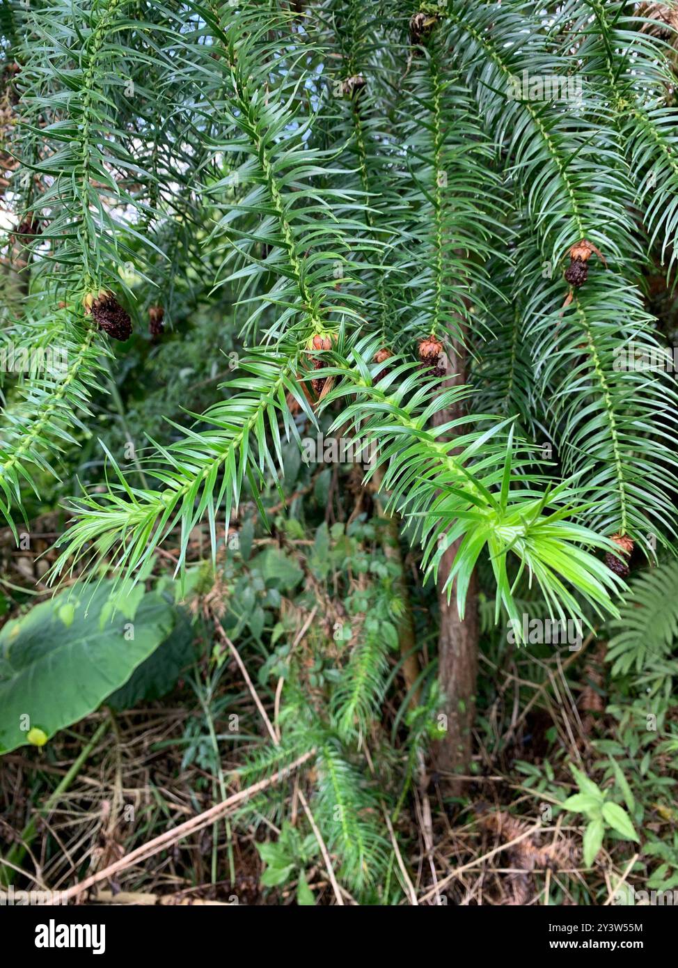 China-fir (Cunninghamia lanceolata) Plantae Stock Photo - Alamy