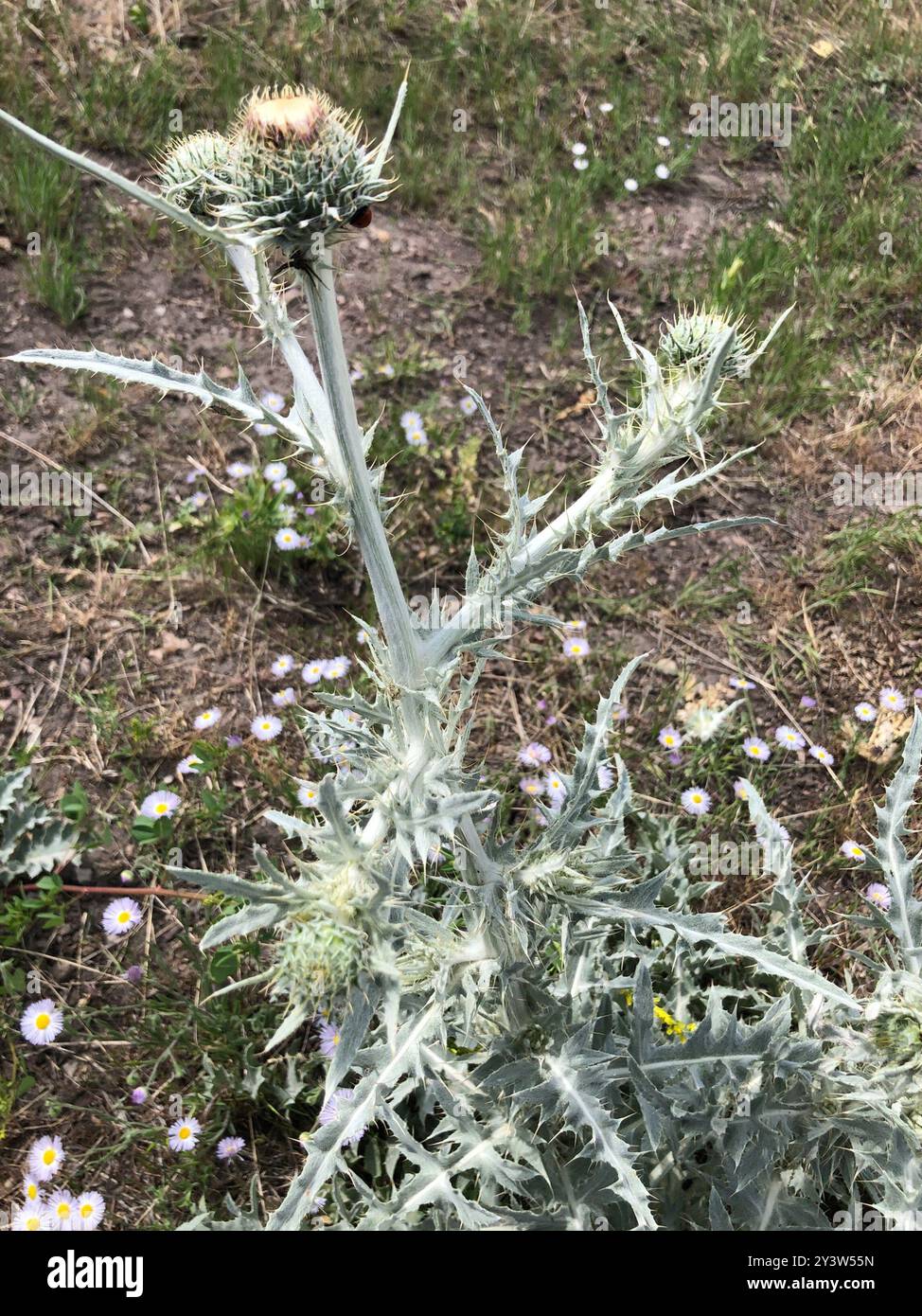 wavyleaf thistle (Cirsium undulatum) Plantae Stock Photo - Alamy