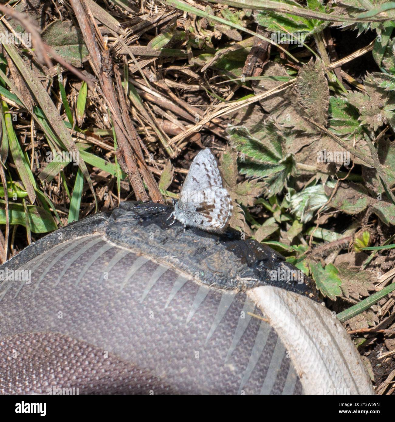 Northern Azure (Celastrina lucia) Insecta Stock Photo - Alamy