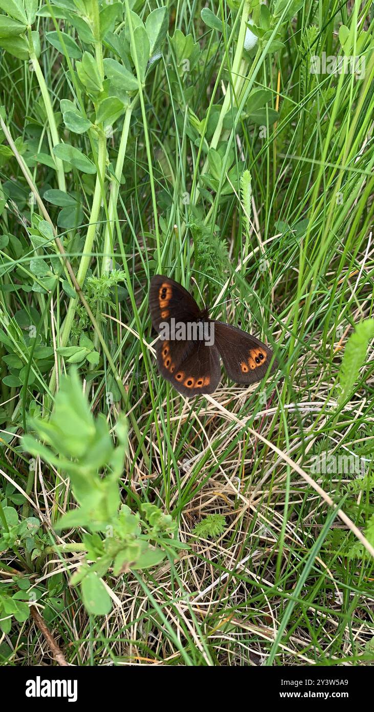 Common Alpine (Erebia epipsodea) Insecta Stock Photo - Alamy