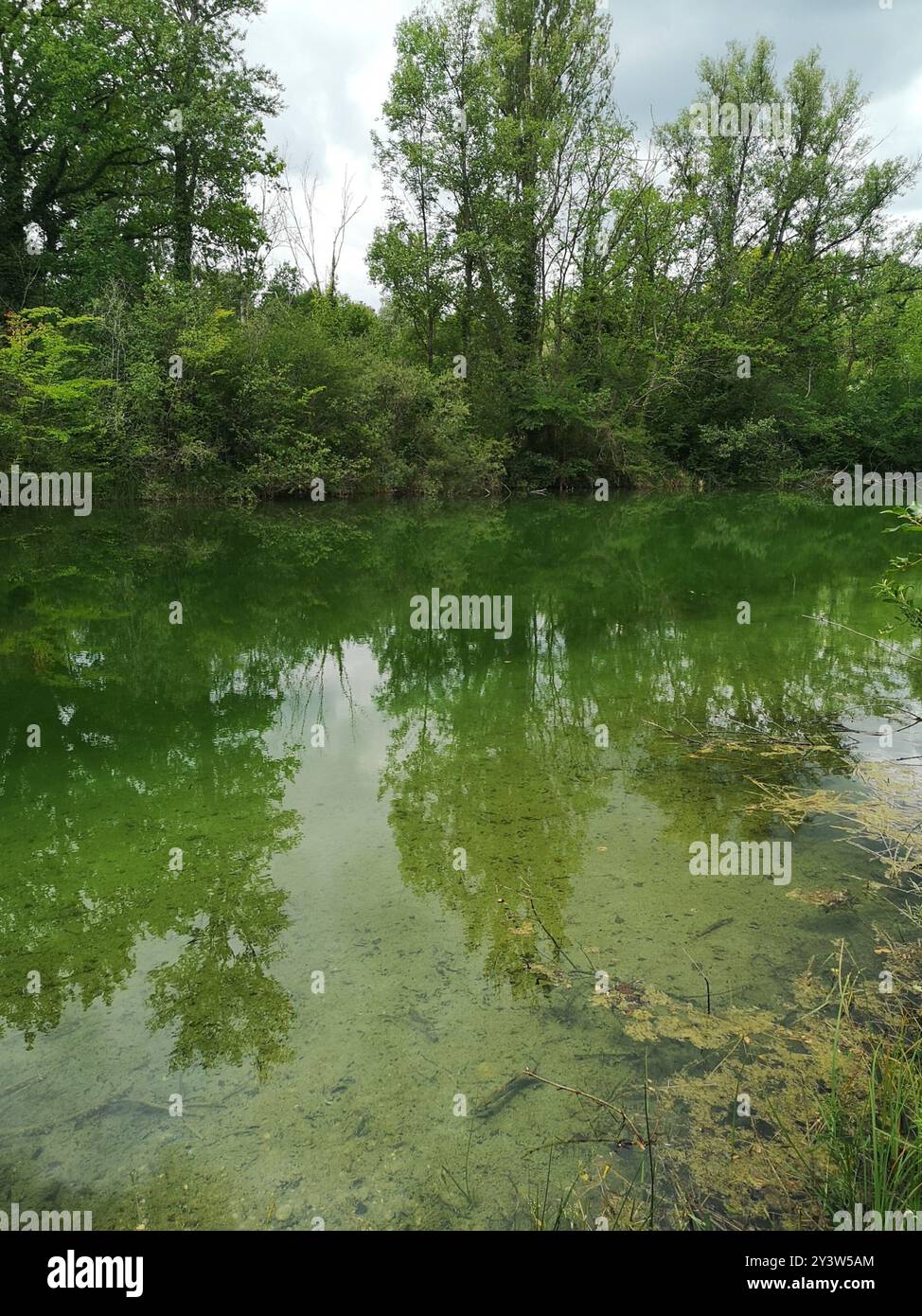 Common Rudd (Scardinius erythrophthalmus) Actinopterygii Stock Photo ...