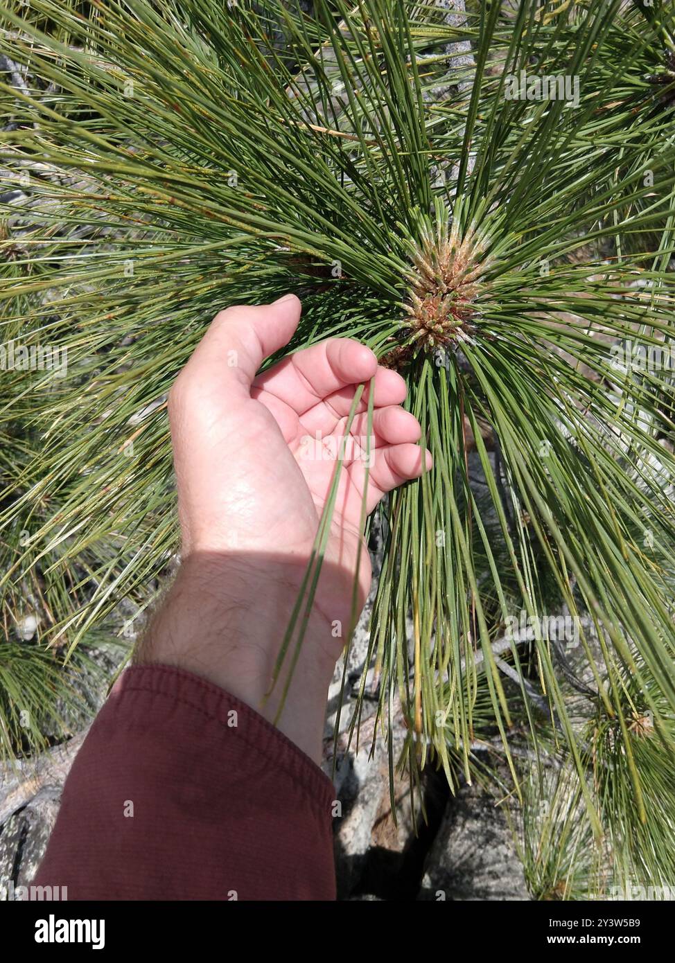 Coulter pine (Pinus coulteri) Plantae Stock Photo - Alamy