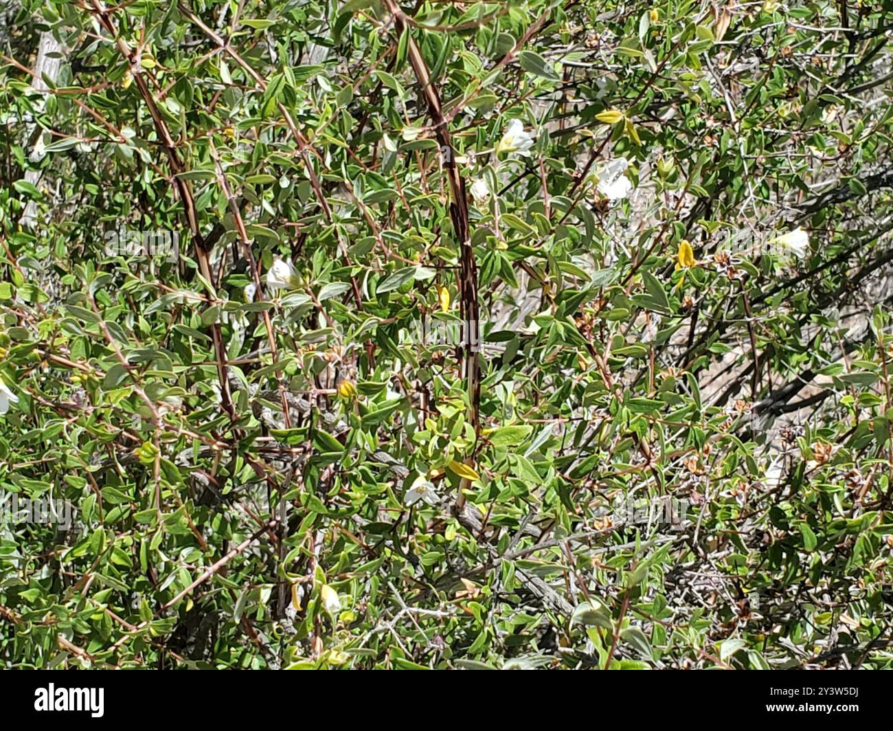 littleleaf mock orange (Philadelphus microphyllus) Plantae Stock Photo ...