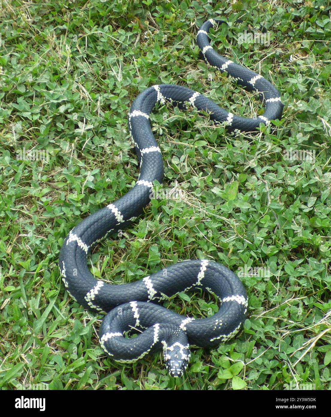 Eastern Kingsnake (Lampropeltis getula) Reptilia Stock Photo - Alamy