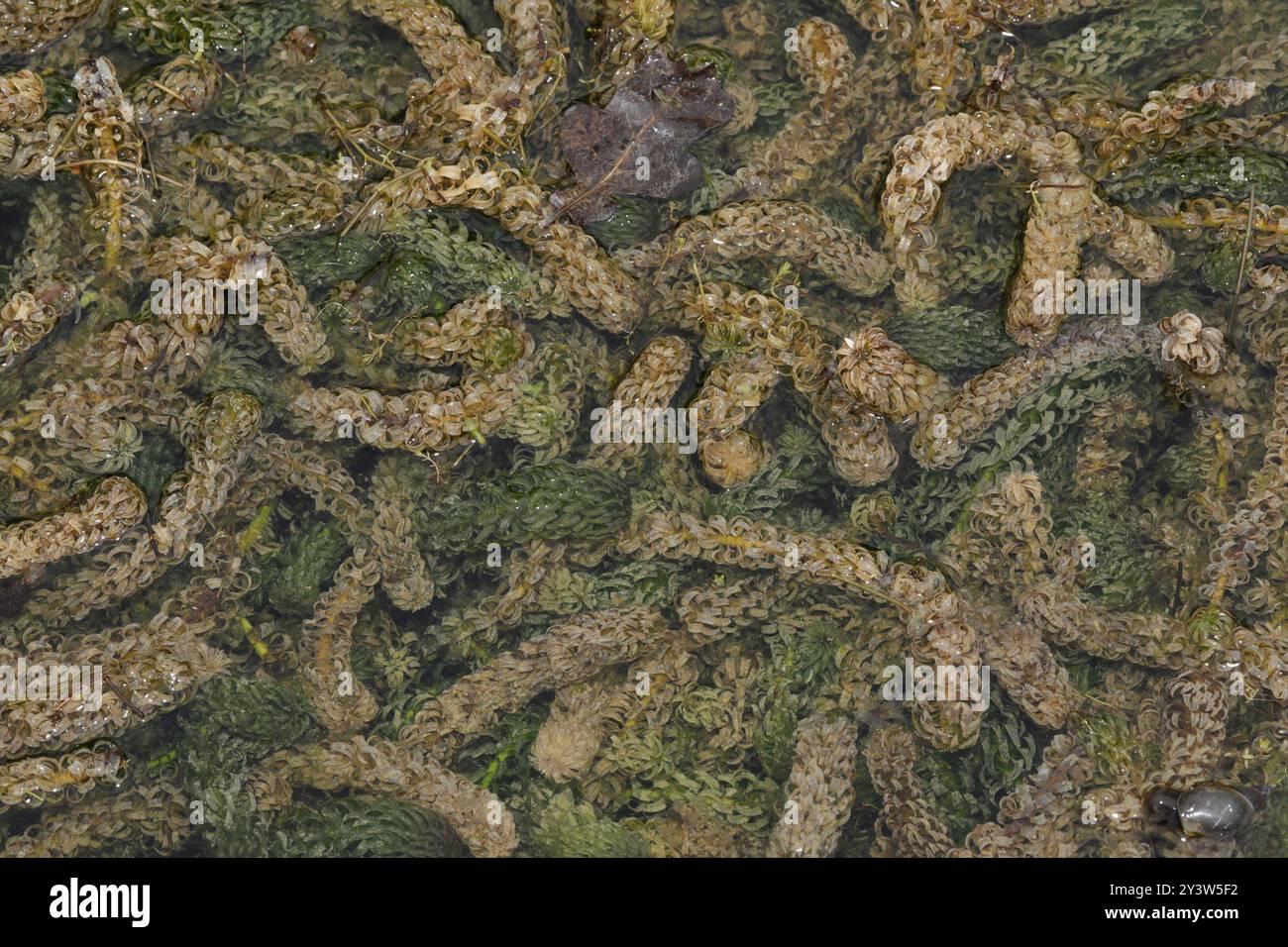 Curly Waterweed (Lagarosiphon major) Plantae Stock Photo - Alamy