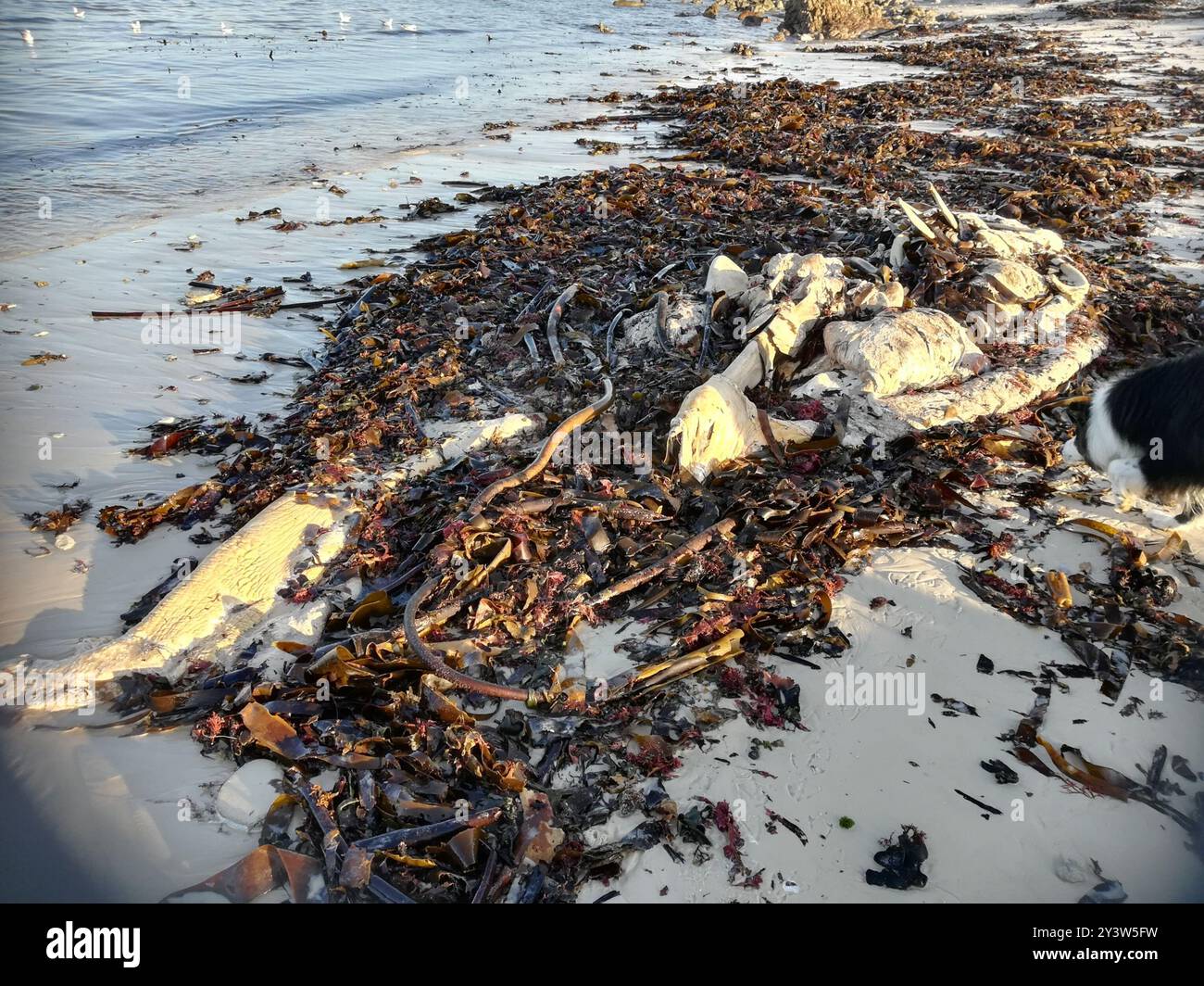 Balaenoptera edeni not brydei hi-res stock photography and images - Alamy