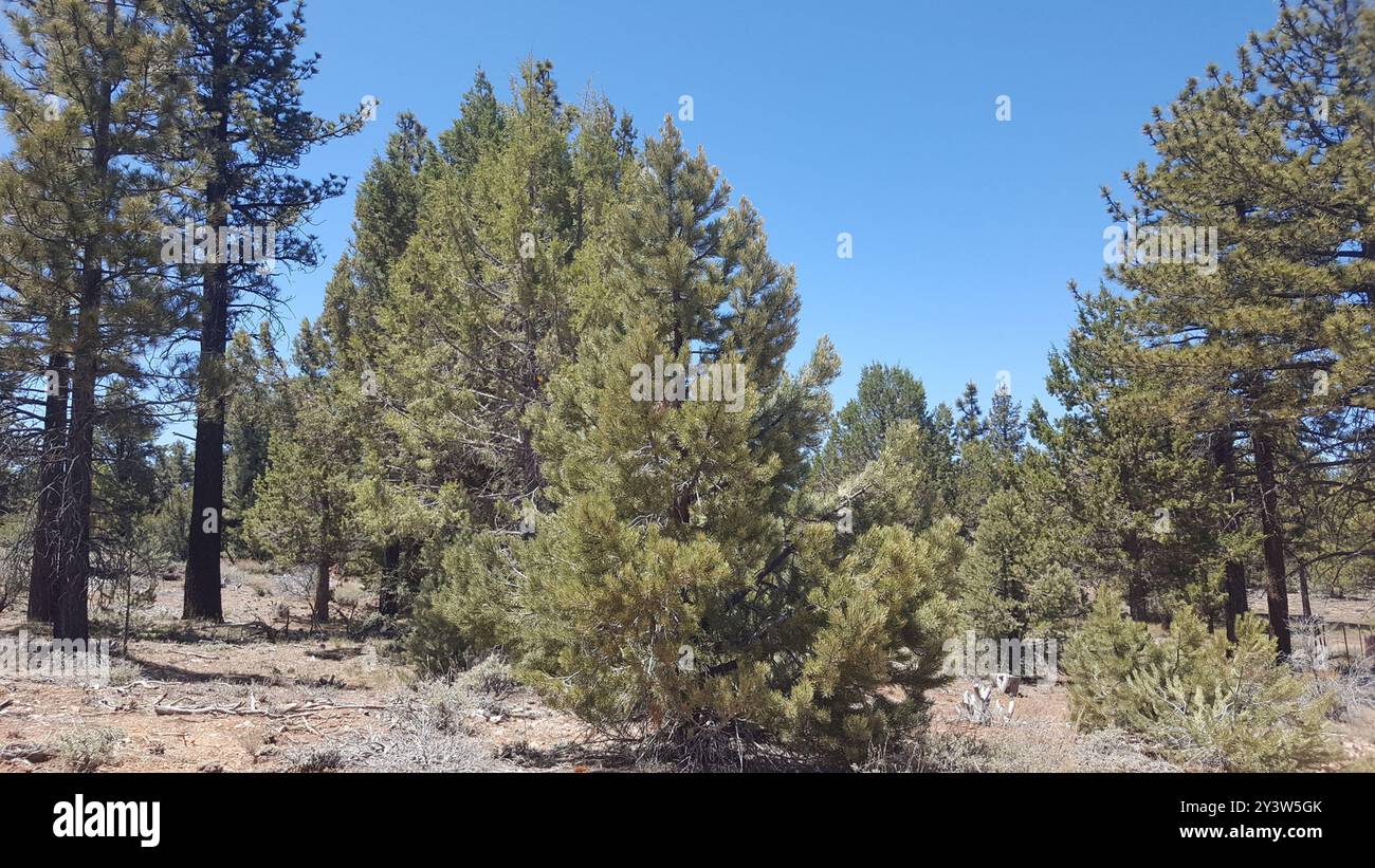 singleleaf pinyon (Pinus monophylla) Plantae Stock Photo - Alamy