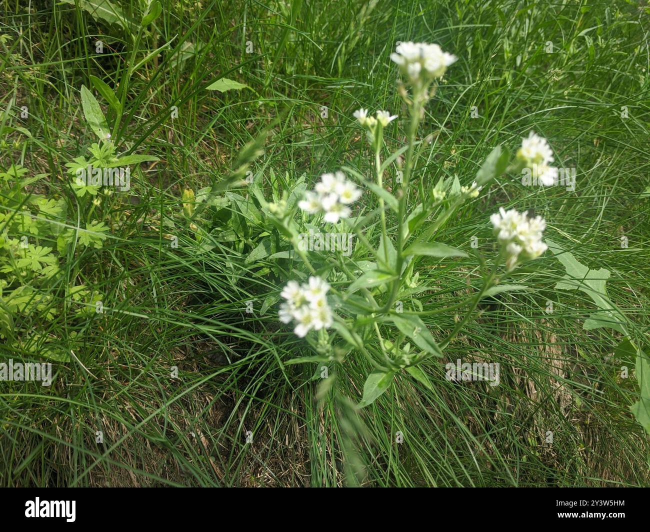 hoary alyssum (Berteroa incana) Plantae Stock Photo - Alamy
